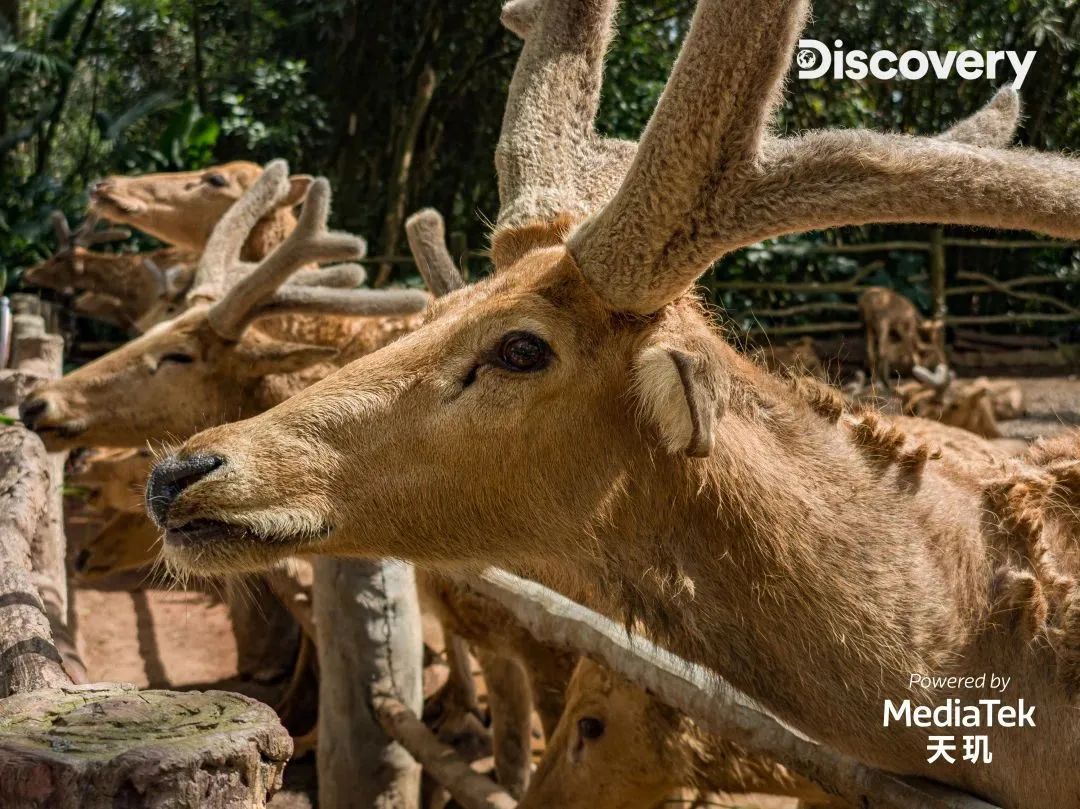 MediaTek携手Discovery探索多元生态，天玑影像记录自然之美-电子工程专辑