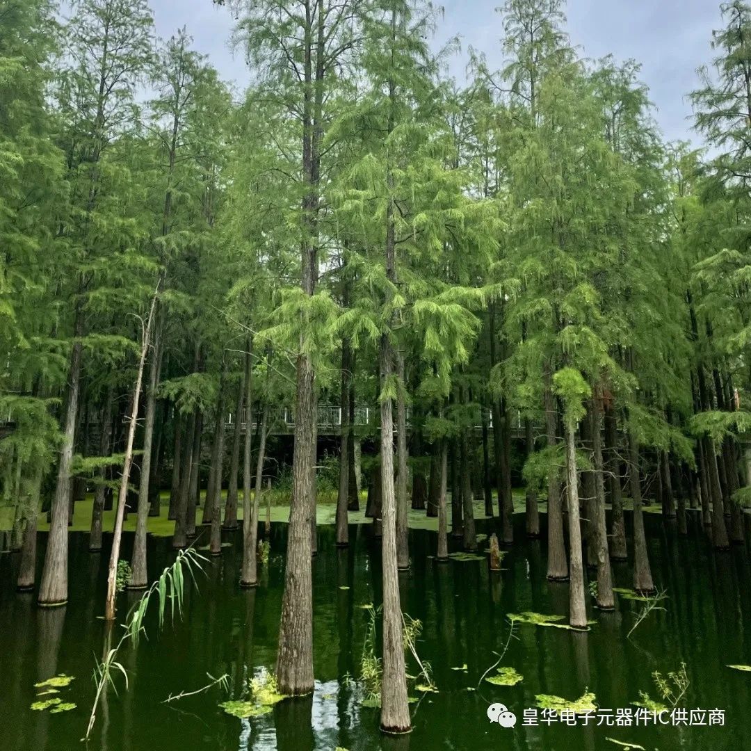 Ameya360临安团建之旅回顾|凝心聚力，共创未来！-电子工程专辑